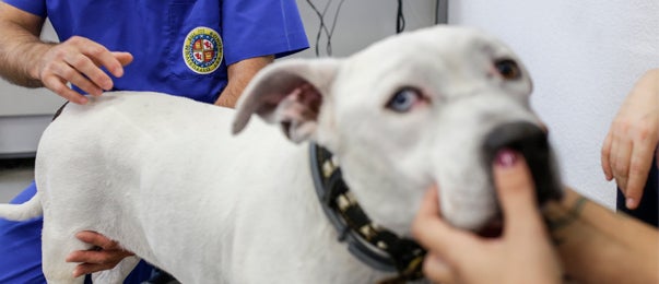 Cómo Saber Si Un Perro Tiene Una Infección De Oído